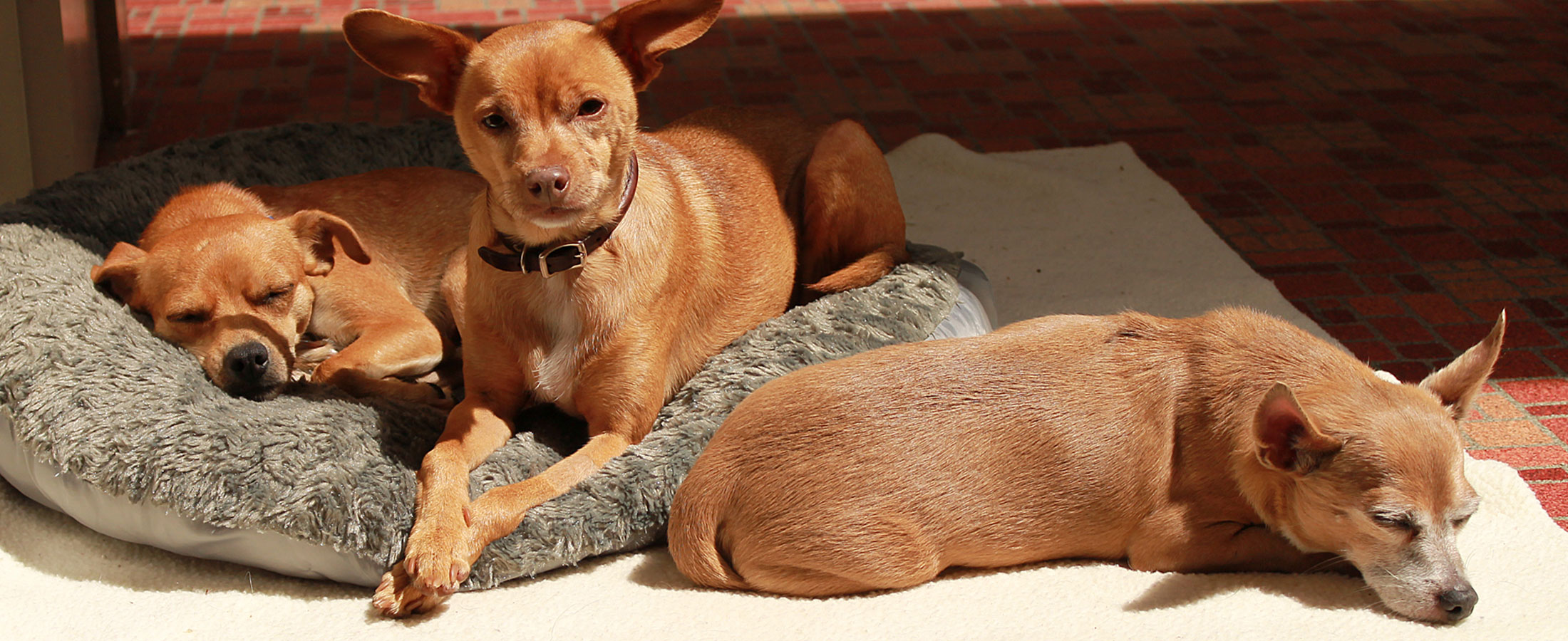 Animal Protection Society Friday Harbor – A private, nonprofit animal ...