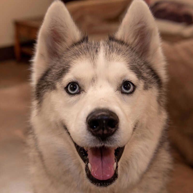 Pet of the Week "Meeka" - Animal Protection Society Friday Harbor