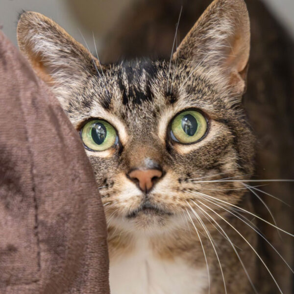 Pet of the Week “Nala” – Animal Protection Society Friday Harbor