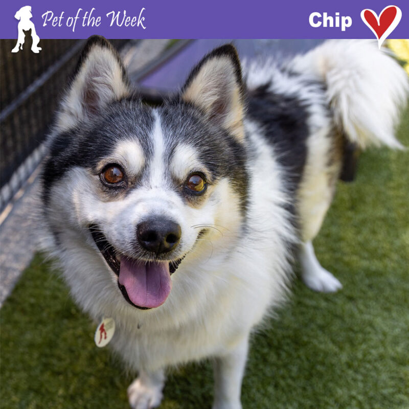 Pet of the Week "Chip" - Animal Protection Society Friday Harbor