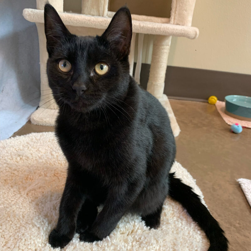 Pet of the Week "Jack" - Animal Protection Society Friday Harbor