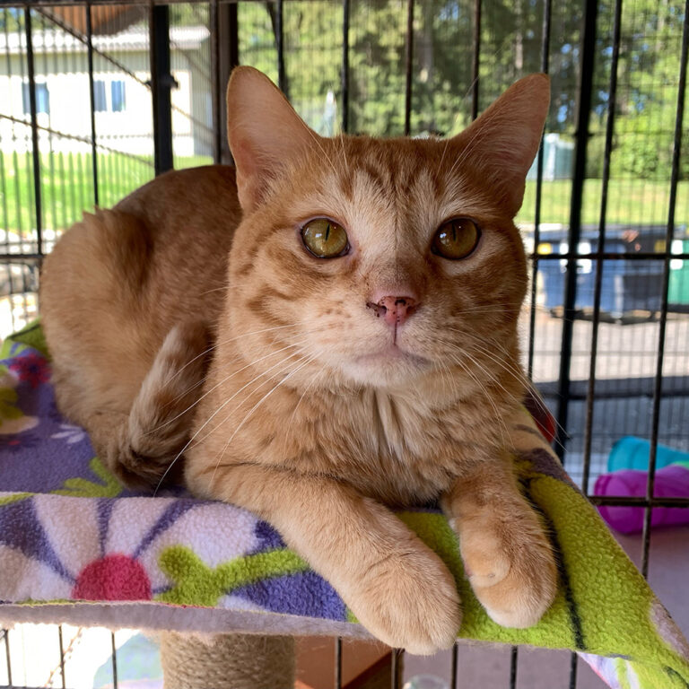 Pet of the Week “Nacho” – Animal Protection Society Friday Harbor