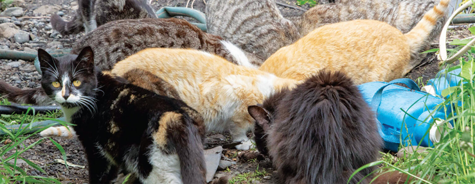 Trap-Neuter-Return Program - Animal Protection Society Friday Harbor