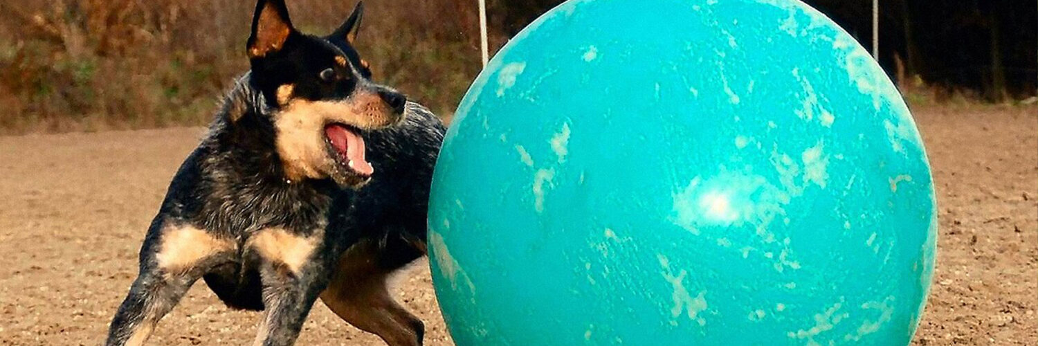 Island Sheep Ball - Animal Protection Society Friday Harbor